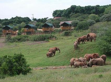 Rest Camp Addo Eléphant National Park 4 **** / Parc National d'Addo ...